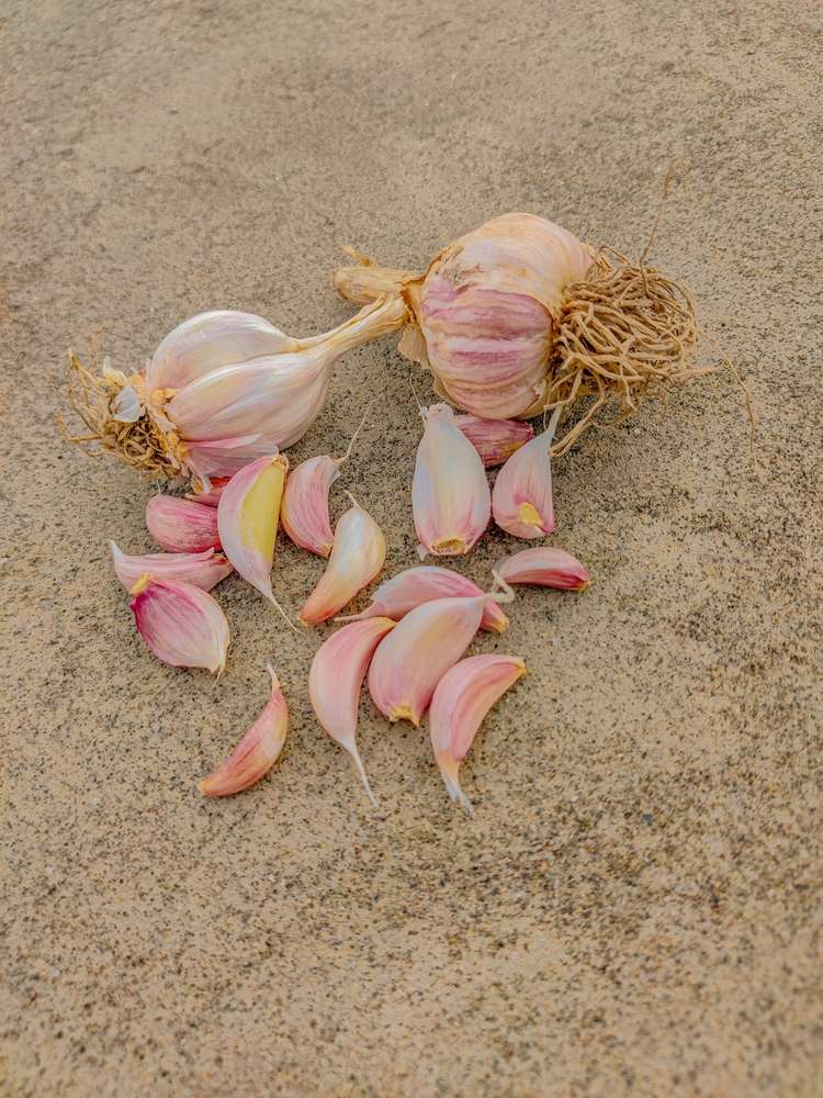Complete Guide to Growing Garlic in Containers | Container Crop