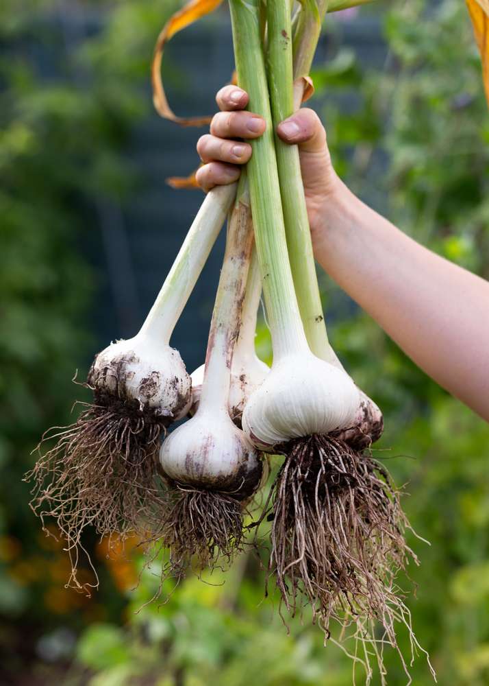 Complete Guide to Growing Garlic in Containers | Container Crop