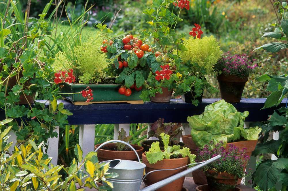 Container Crop | Edible Container Gardening Made Easy