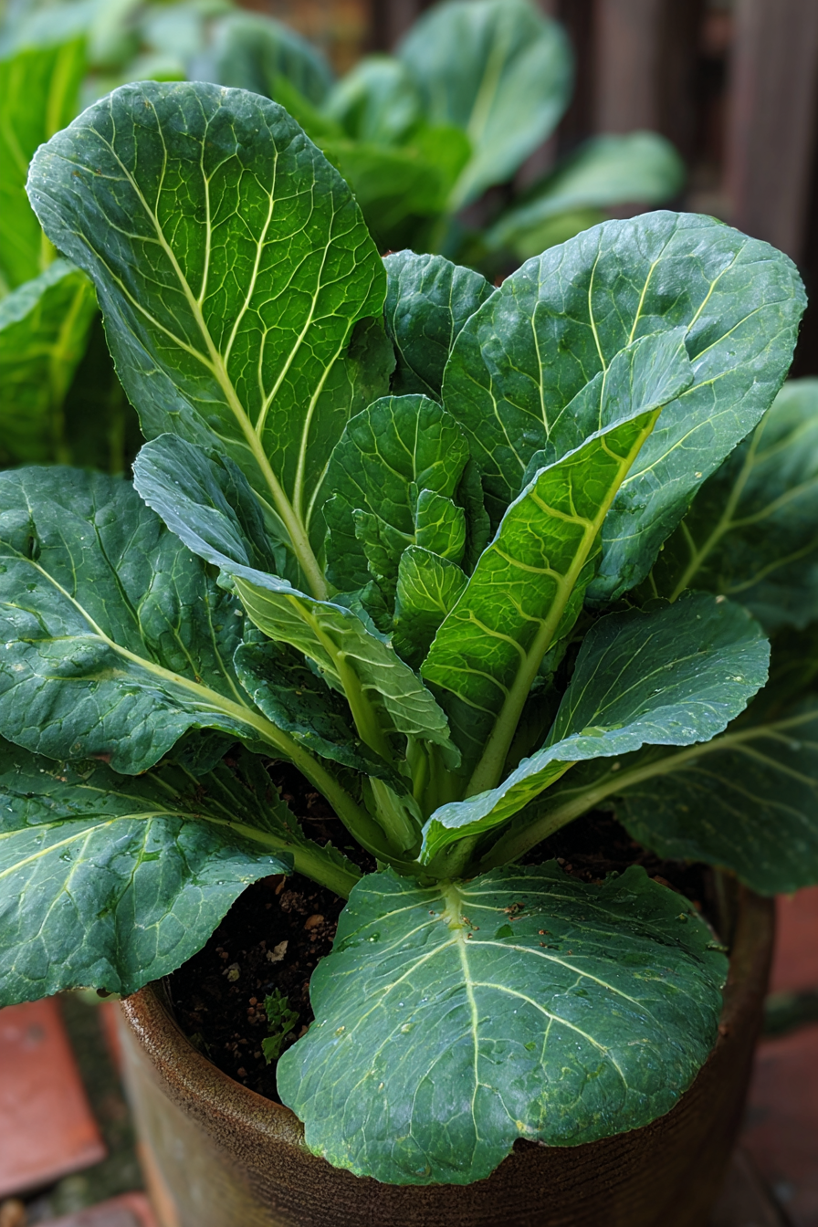 Learn How to Grow Collard Greens in Containers Step by Step (From Seed ...
